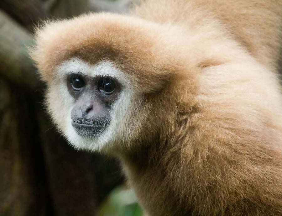 Gibbon Face